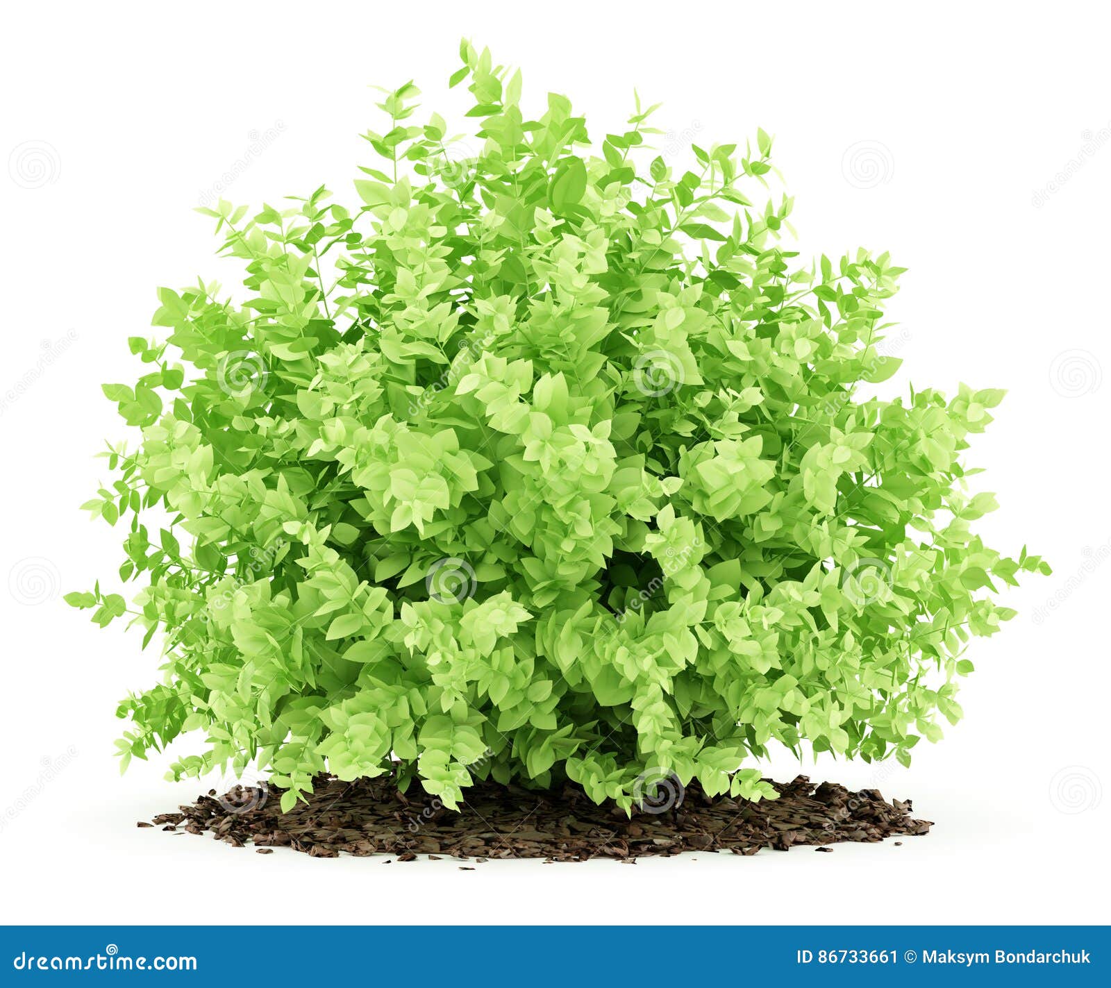 Box Or Boxwood Plant Isolated On White Background. Natural Drawing Of ...