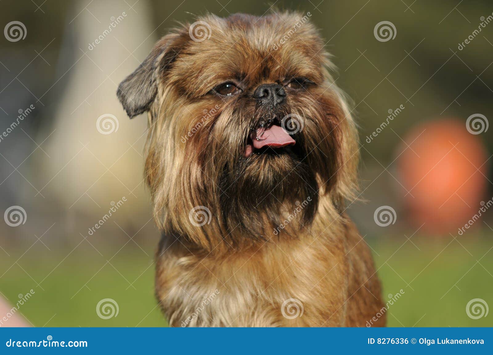 Small Brabant Griffonon stock photo. Image of breed, pedigree - 8276336
