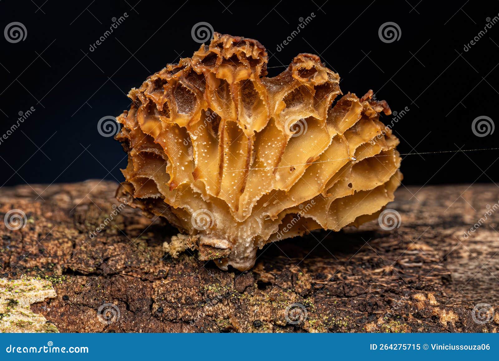 Small Bracket Fungi stock image. Image of trunk, small - 264275715