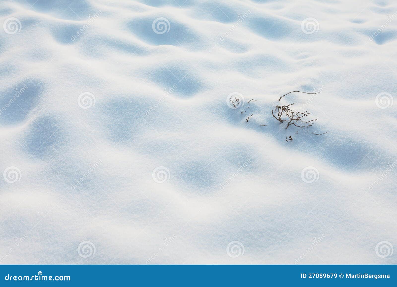 Small Branch Of Erythrina Crista-galli Coral Tree. Stock Photography ...