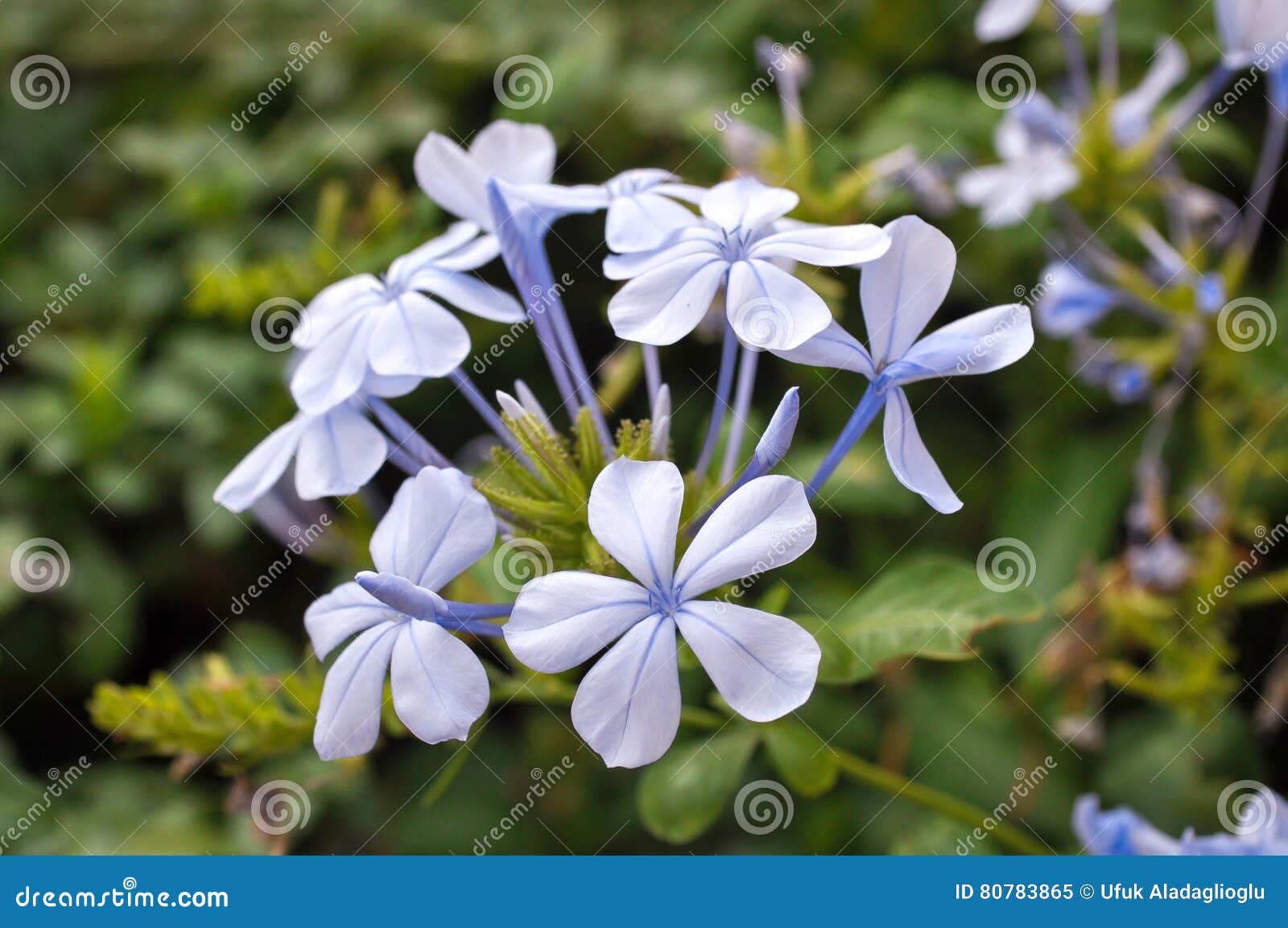 A Small Branch of Blue Jasmine with Flowers and Buds. Stock Image ...