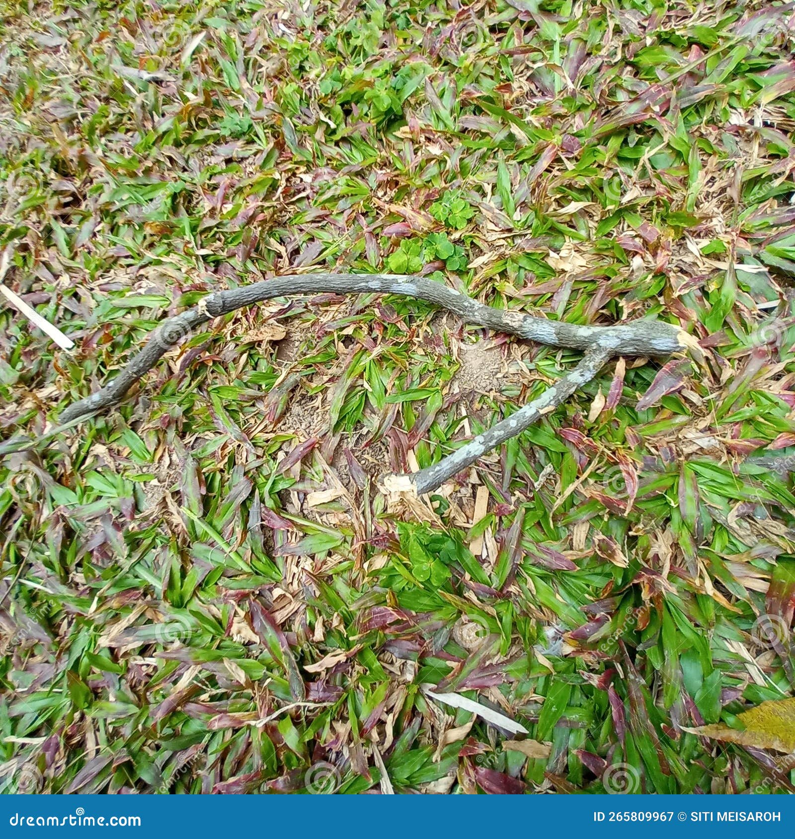 Small Branch Fall Over the Grass Stock Image - Image of small, branch ...