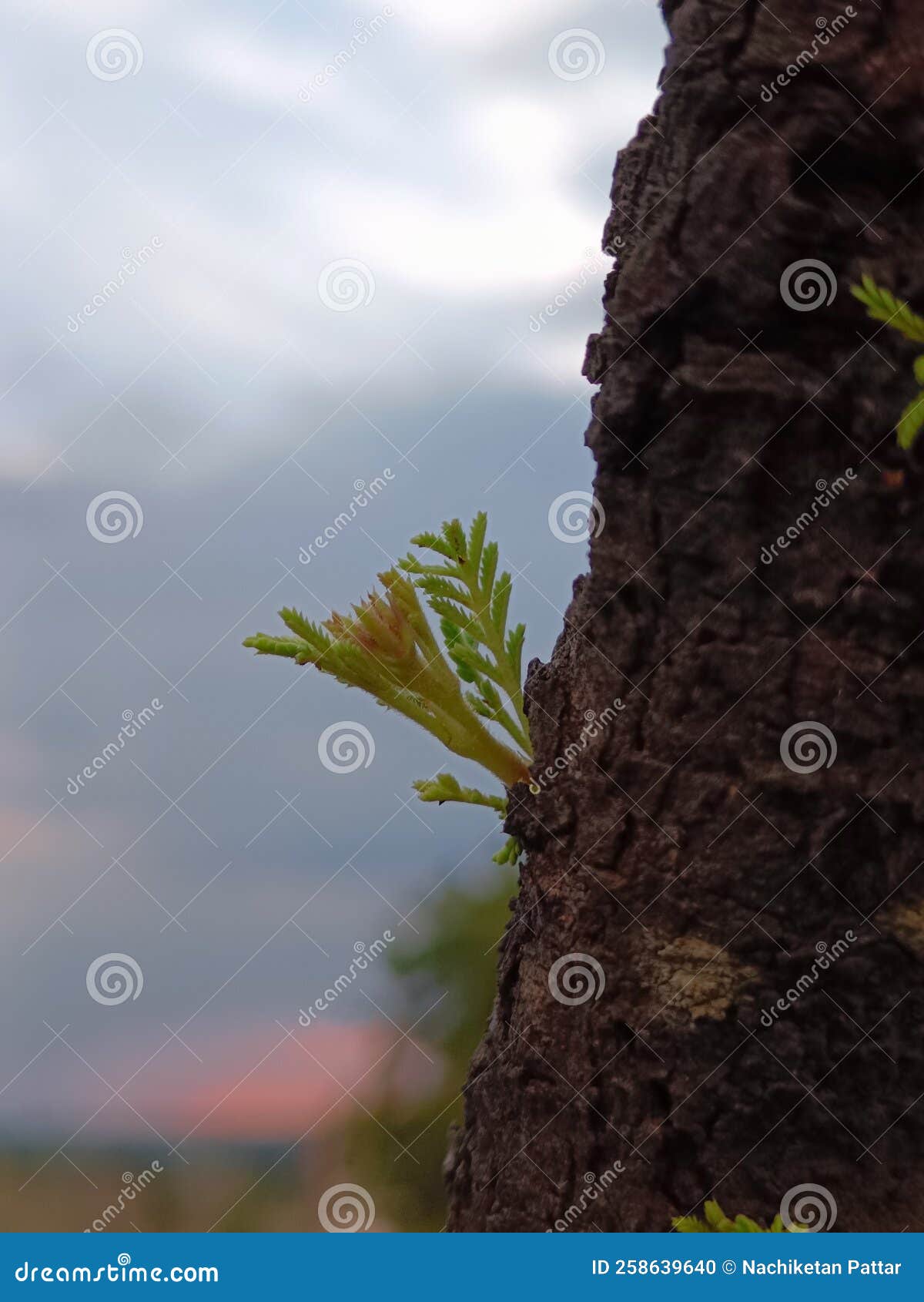 A Small Branch is Growing from Side of Tree Stock Photo - Image of side ...