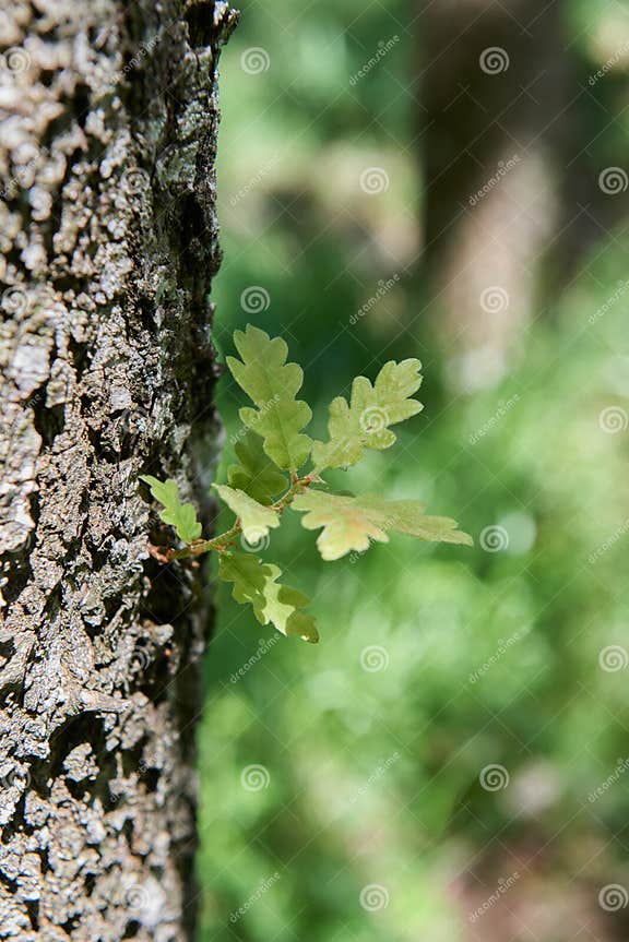 A Small Branch that Has Sprouted on the Trunk of an Oak Tree Stock ...