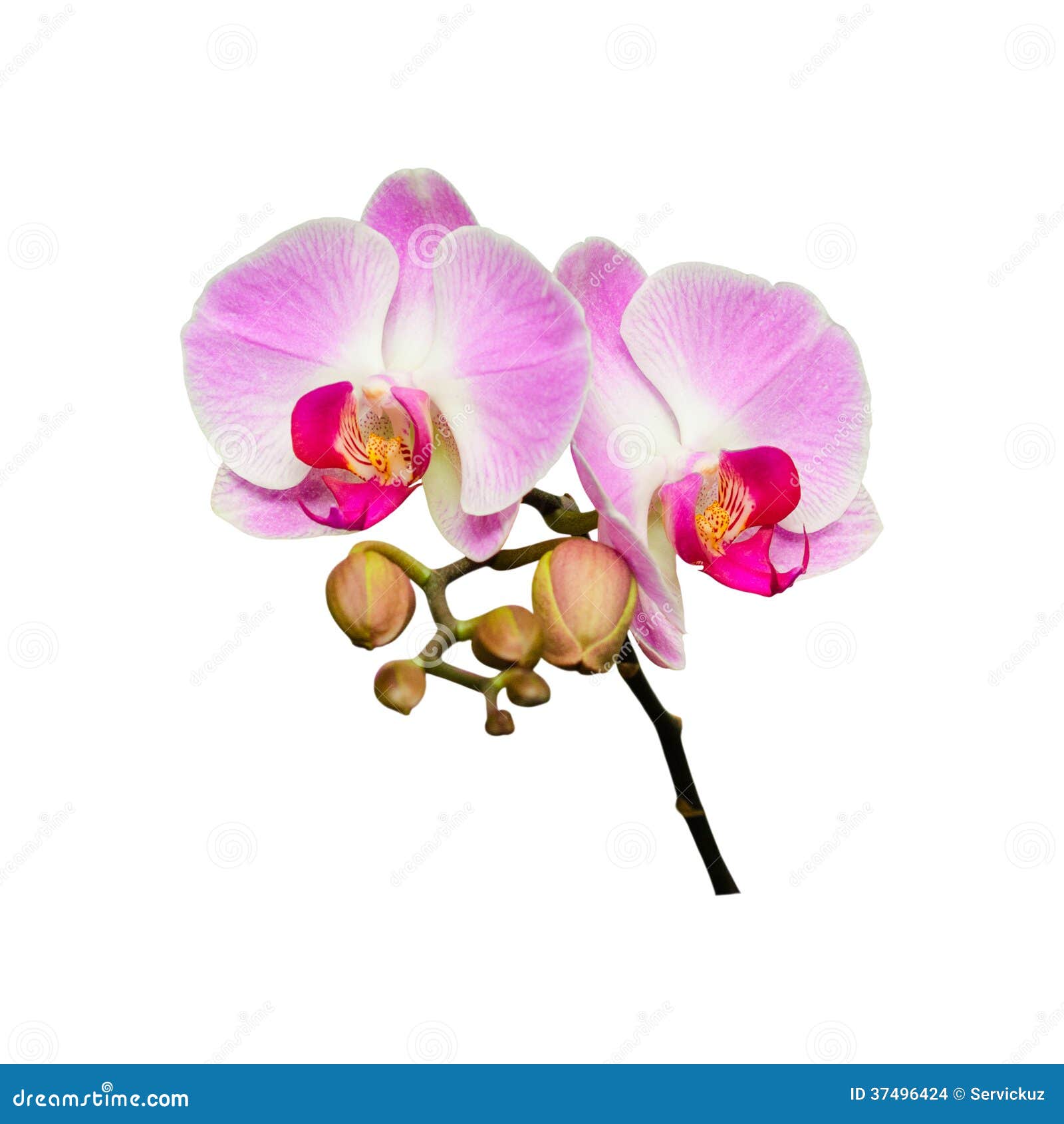 Small Branch of Orchids Flowers with Buds Stock Photo - Image of beauty ...