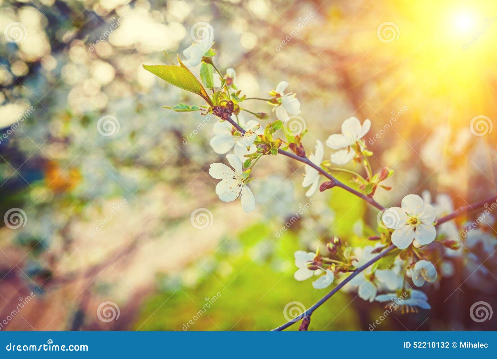 Small Branch with Sparse Flowers on Blossoming Stock Photo - Image of ...