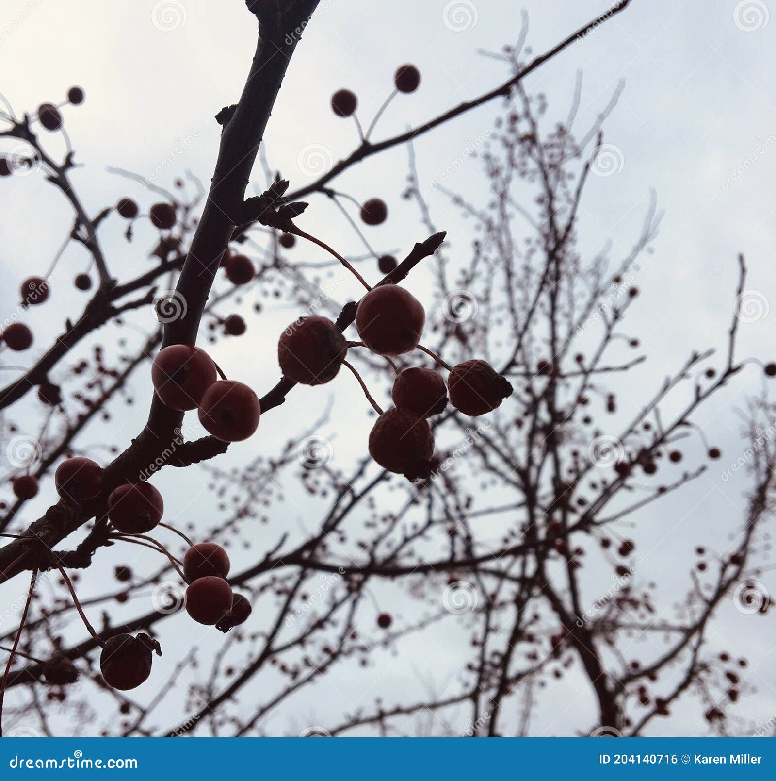 Sprig of Red Berries stock photo. Image of branch, sprig - 204140716