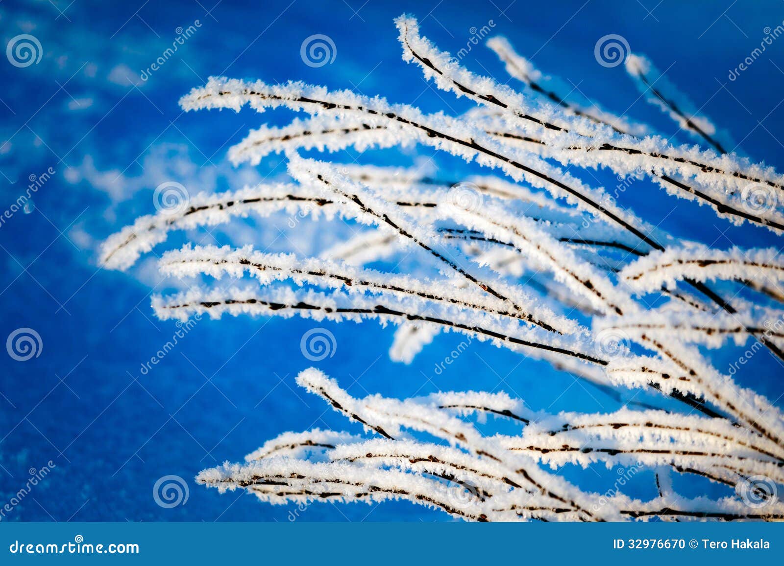 Small Branches Covered in Soft Snow Stock Photo - Image of january ...