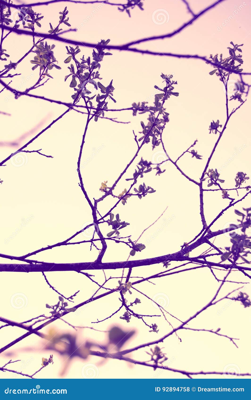 Small Branches stock photo. Image of branches, scandinavia - 92894758