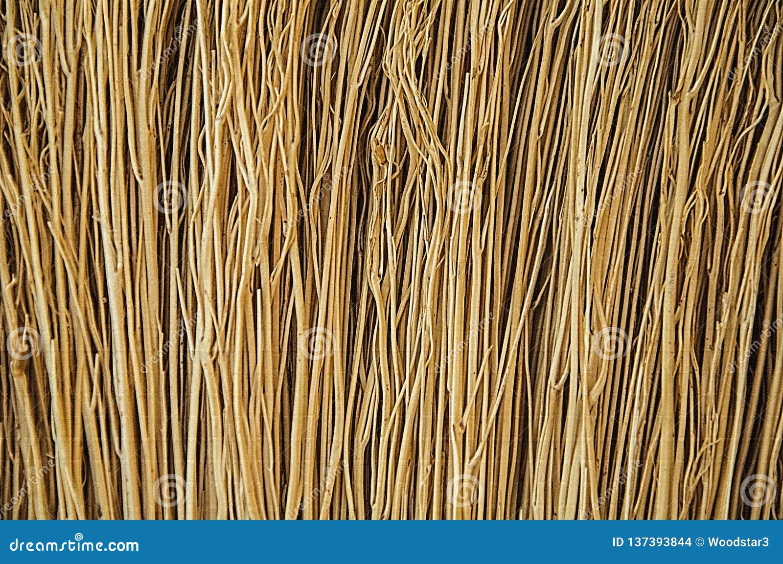 Small Branches of the Plant, Located Upwards. Textures Background in ...