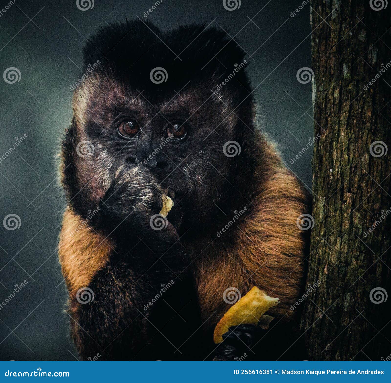 Small Brazilian Monkey Eating Stock Image - Image of monkey, brazilian ...