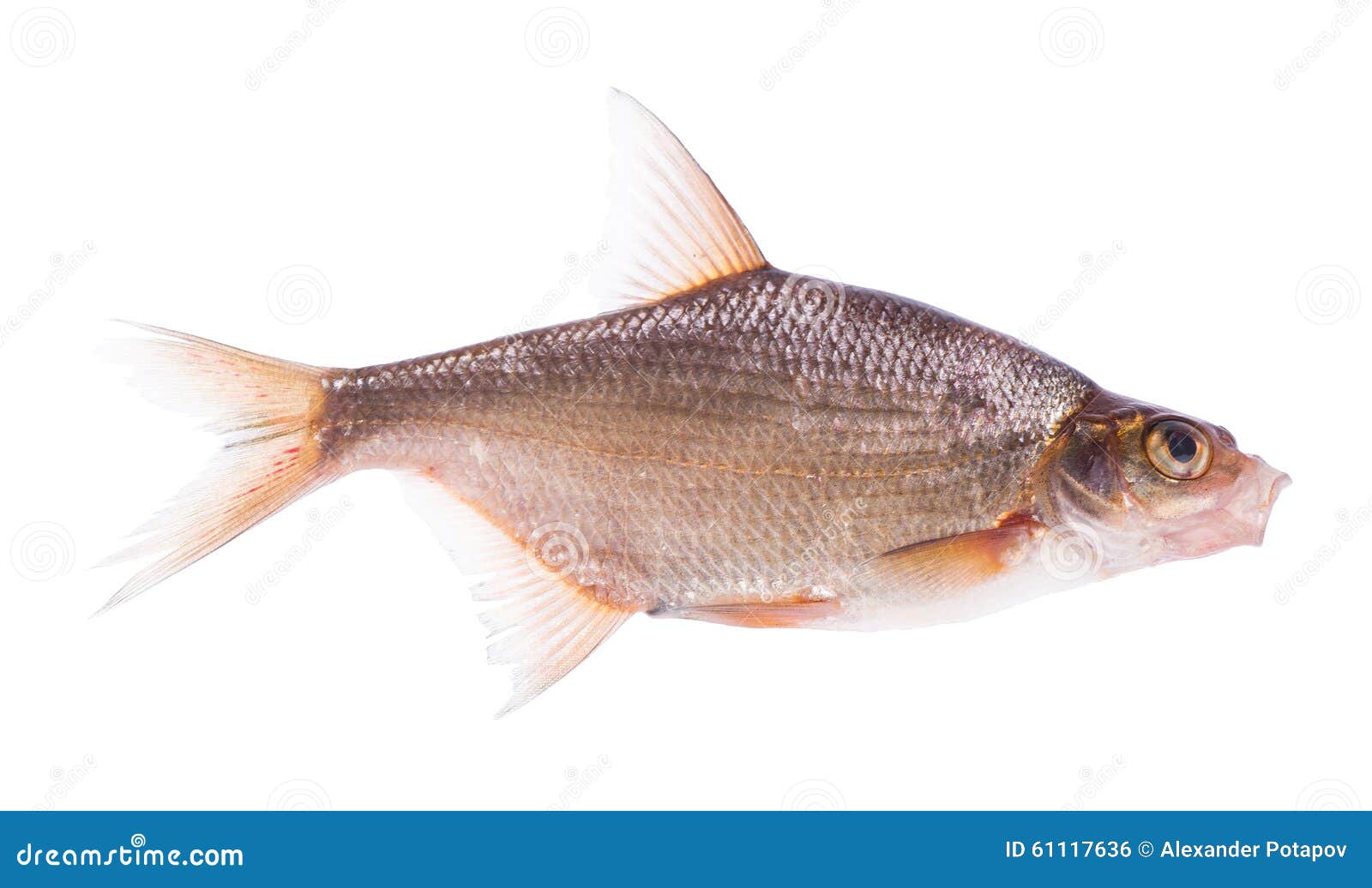 Small Bream Fish Isolated on White Stock Photo - Image of scale, fish ...