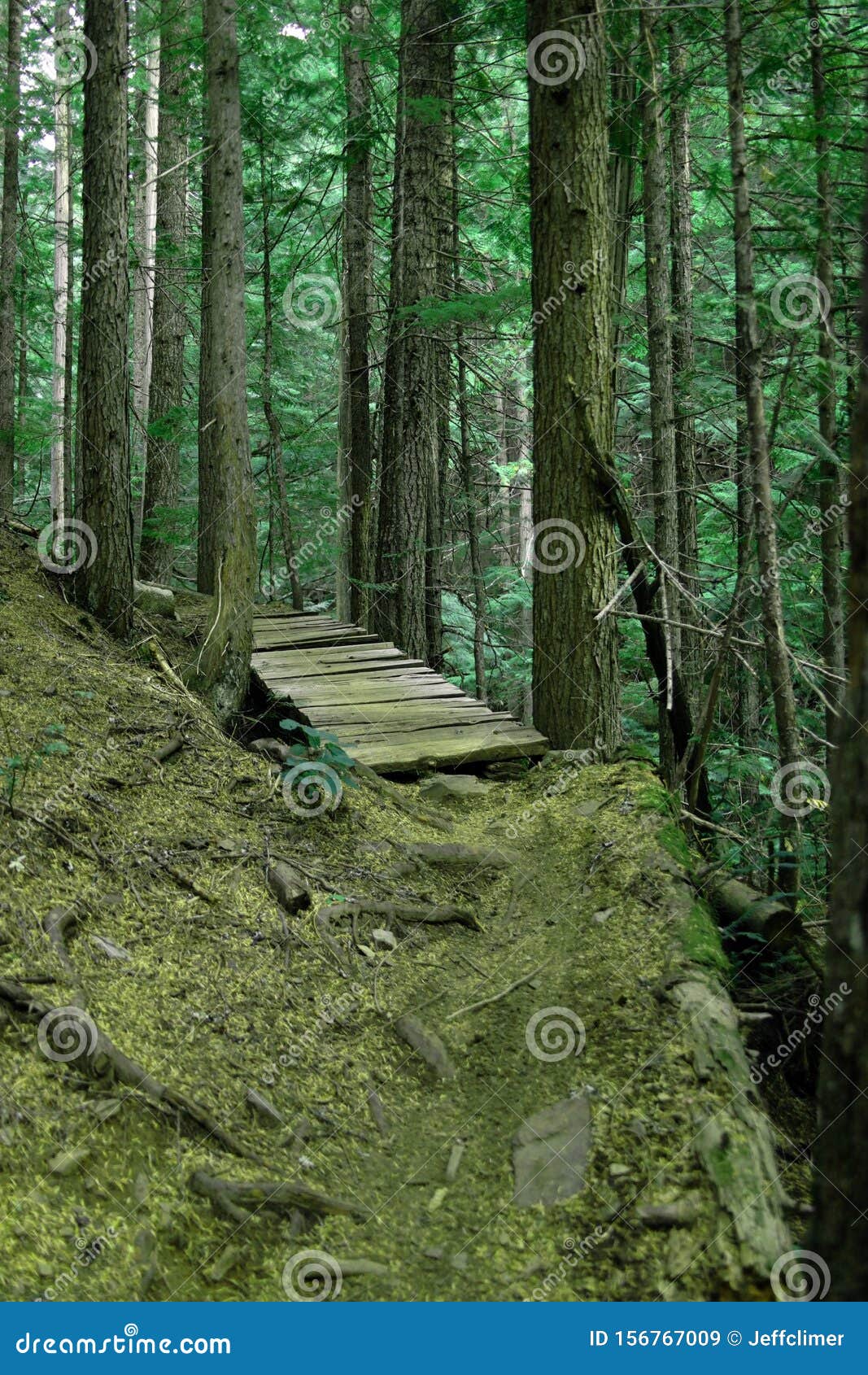 Small Bridge Across a Forest Path Stock Image - Image of samsung ...