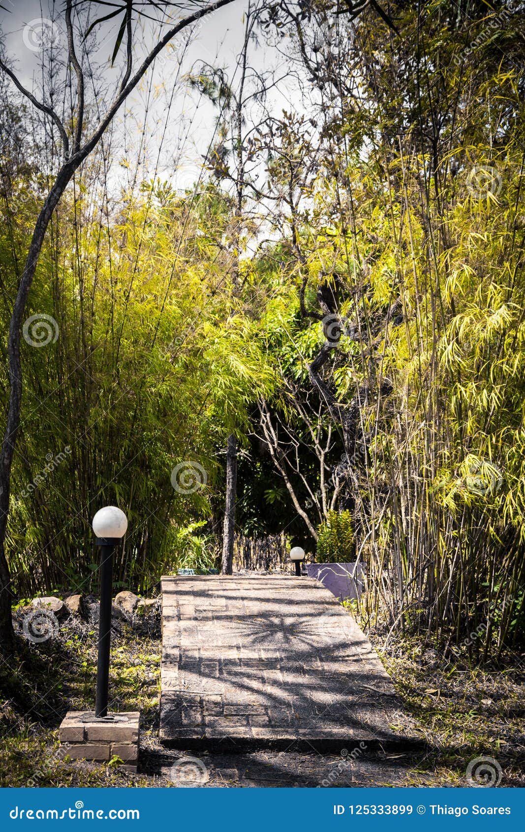 Front View of a Small Bridge in a Garden Stock Image - Image of forest ...