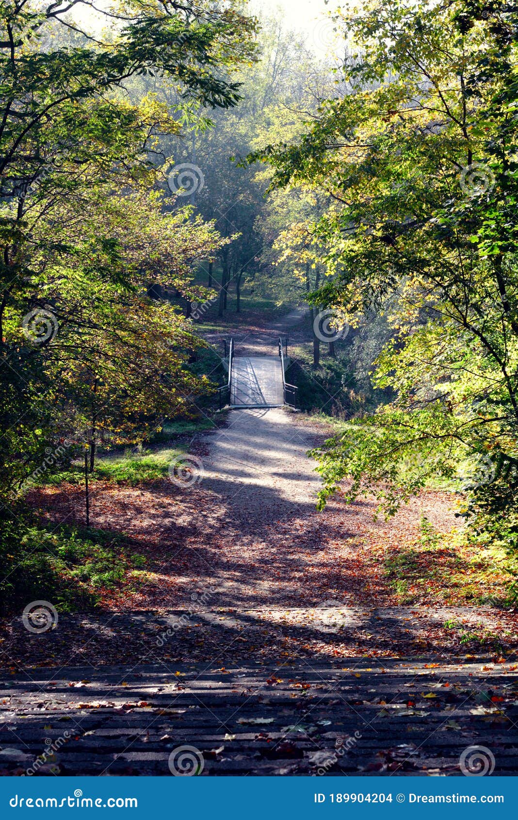 A small bridge in a forest stock photo. Image of apocalyptic - 189904204
