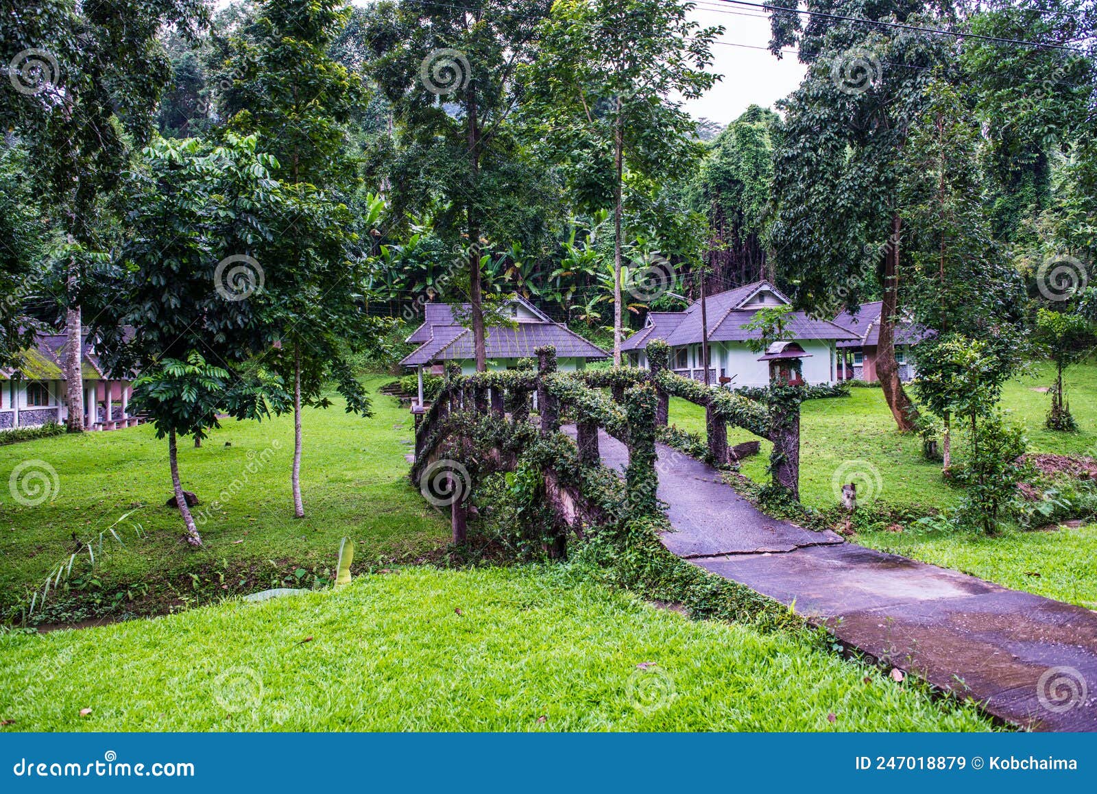 Small bridge in forest stock image. Image of pathway - 247018879