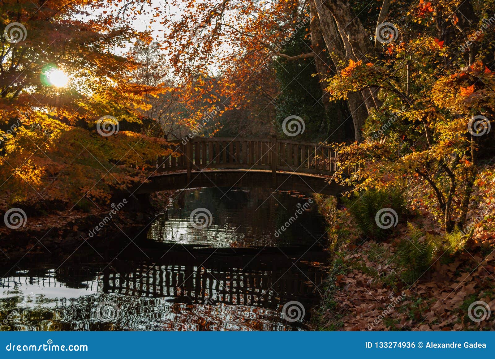 Small bridge in the forest stock photo. Image of wallpaper - 133274936