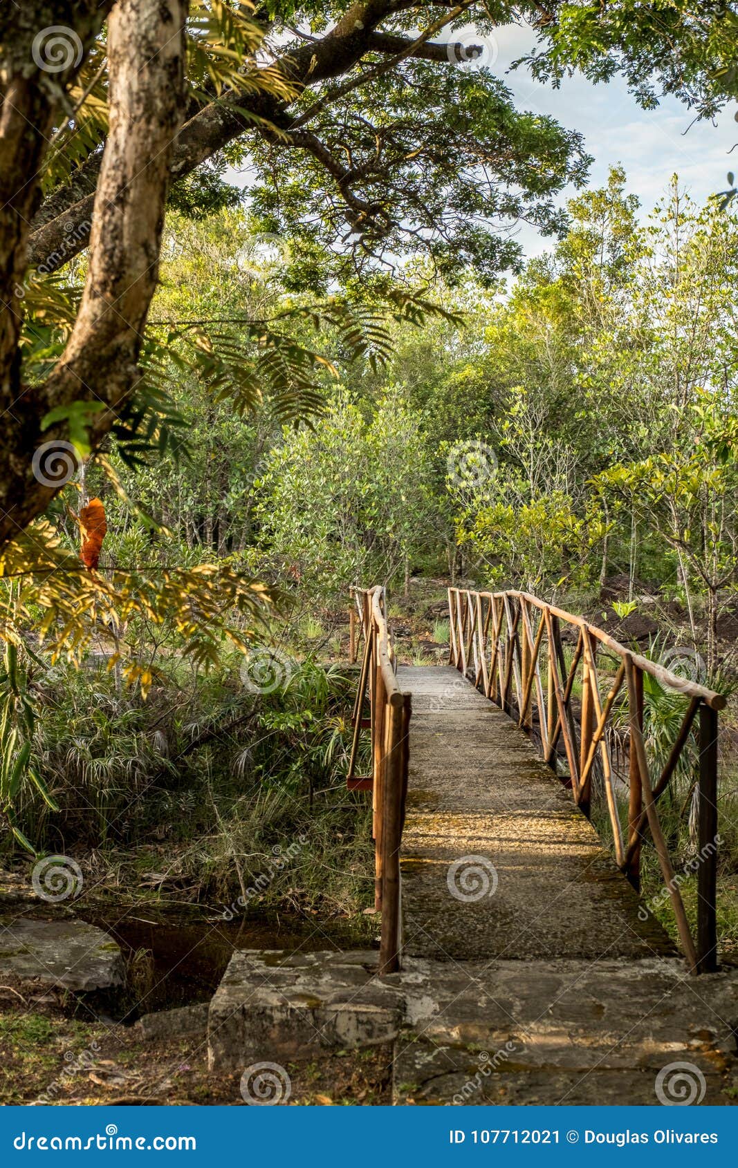 Small Bridge in the Jungle stock image. Image of green - 107712021