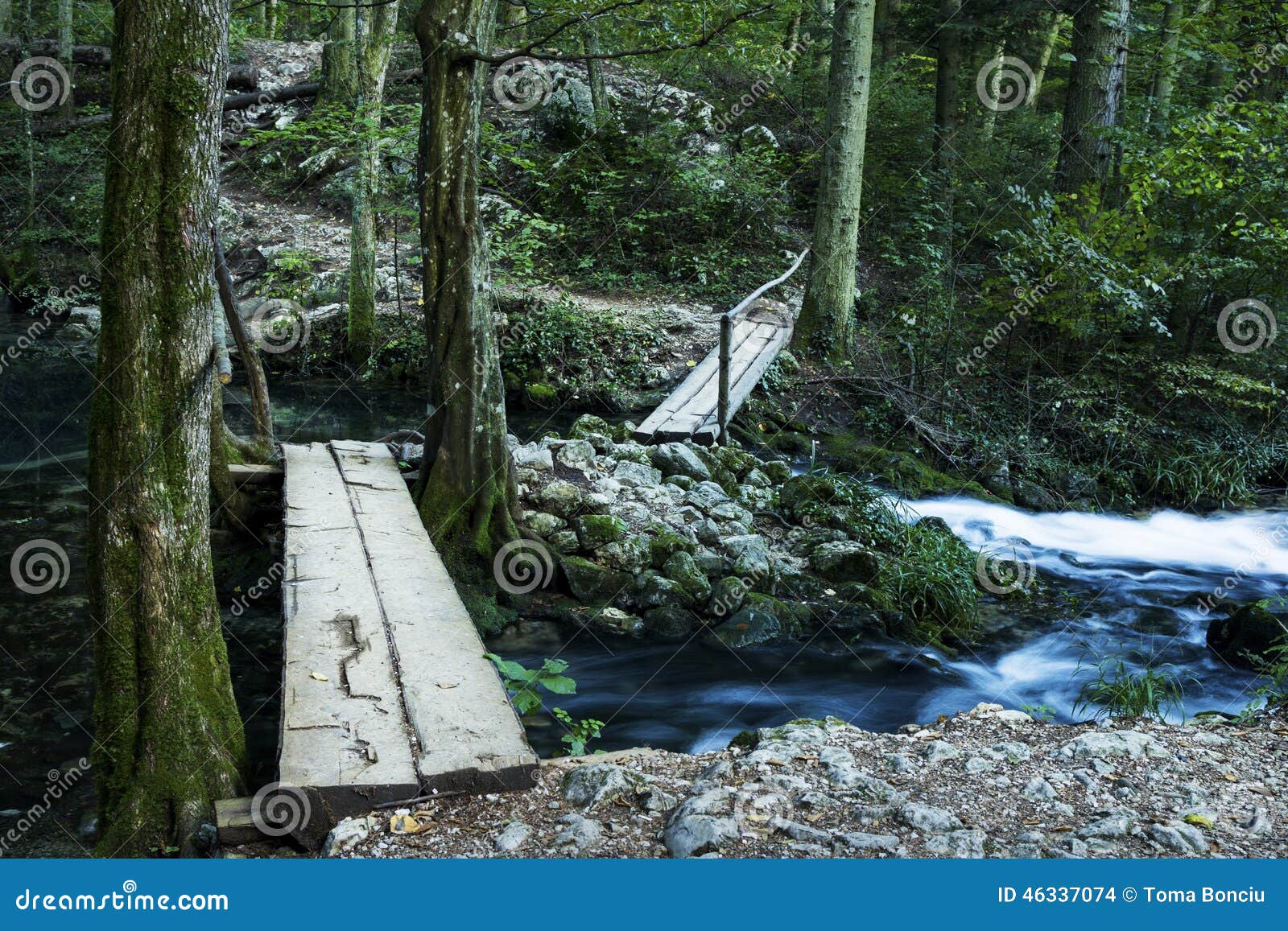 Small Bridge Over Creek in the Forest Stock Photo - Image of trunks ...