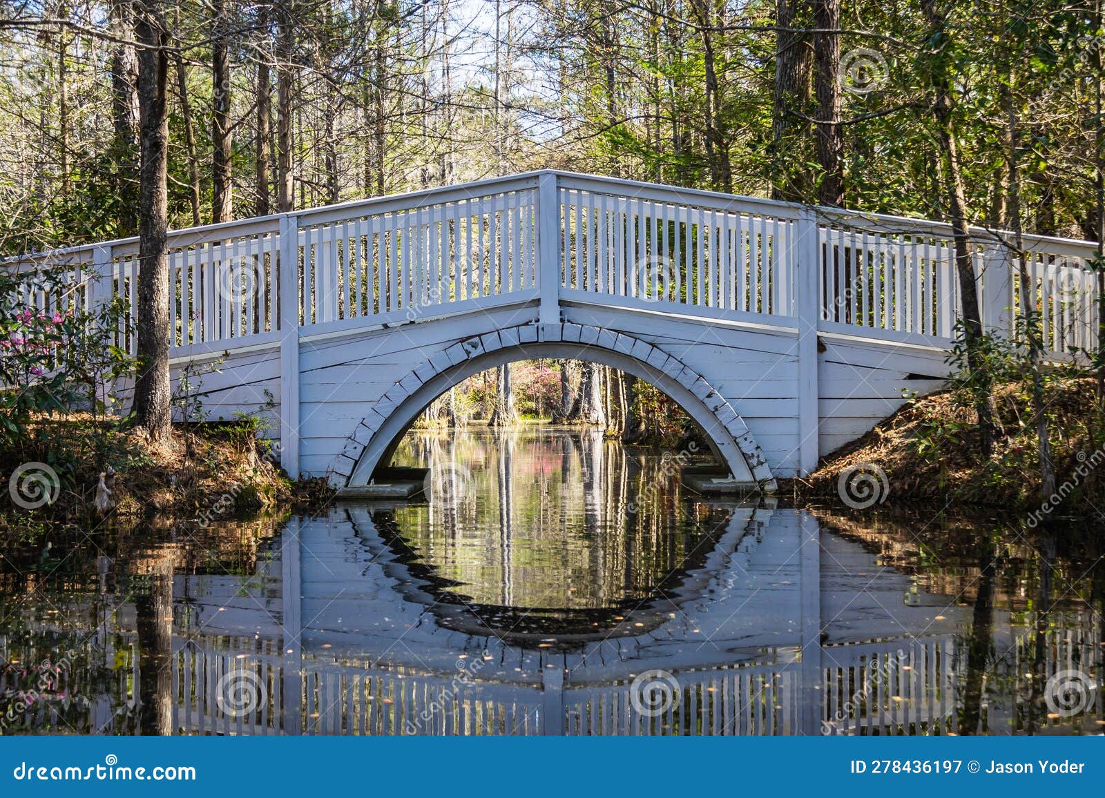 A Small Bridge Over Very Still Water in a Forest or Swamp Like Stock ...