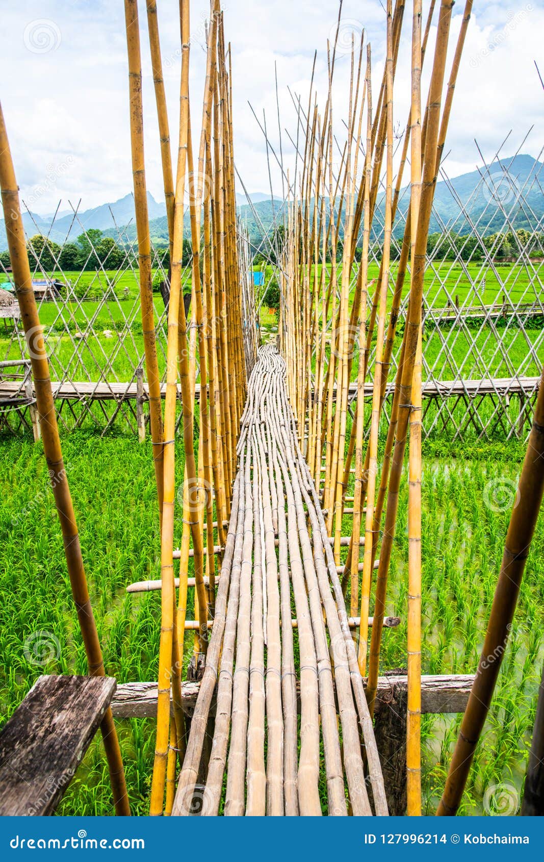 Small Bridge with Rice Field Stock Photo - Image of bamboo, district ...