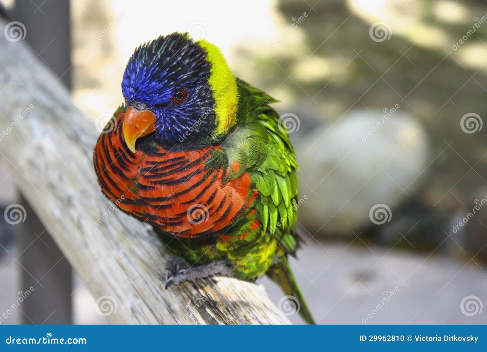 The Rainbow Parrot Green-naped Lorikeet Stock Photo - Image of ...