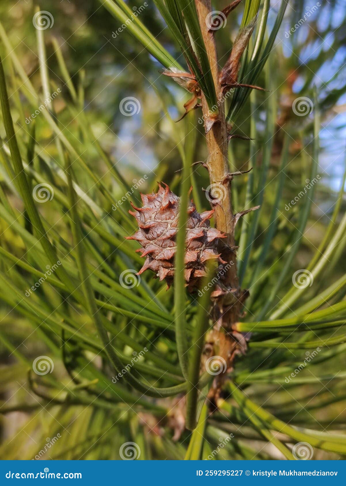 Small Bright Brown Cone on a Tree Stock Image - Image of garden, shrub ...