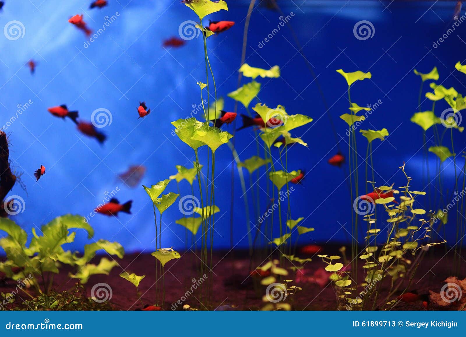 Small bright fish stock image. Image of beauty, fish - 61899713