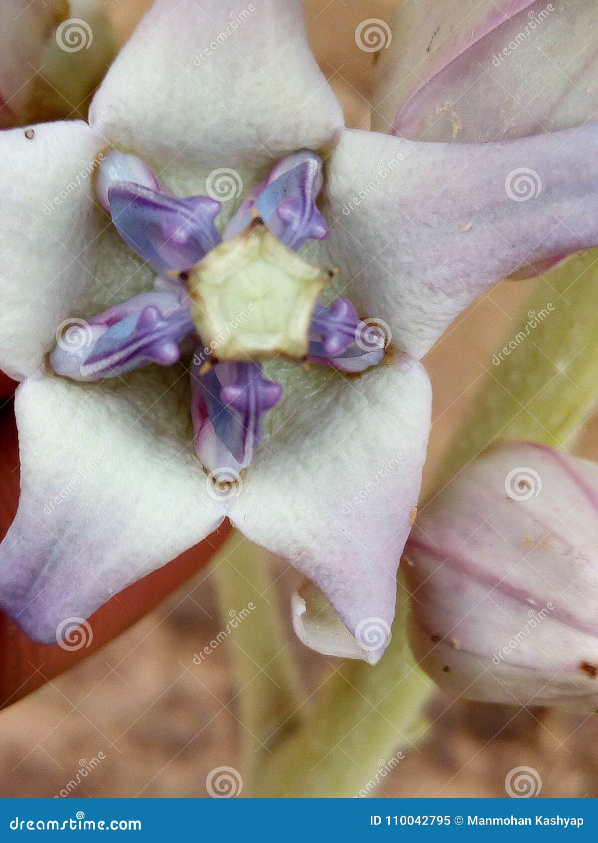 Calotropis Gigantea White Flower Stock Image - Image of small ...