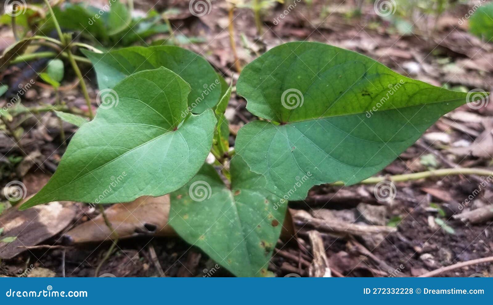 Small Bright Lumbu Leaves with Blur Background Stock Photo - Image of ...