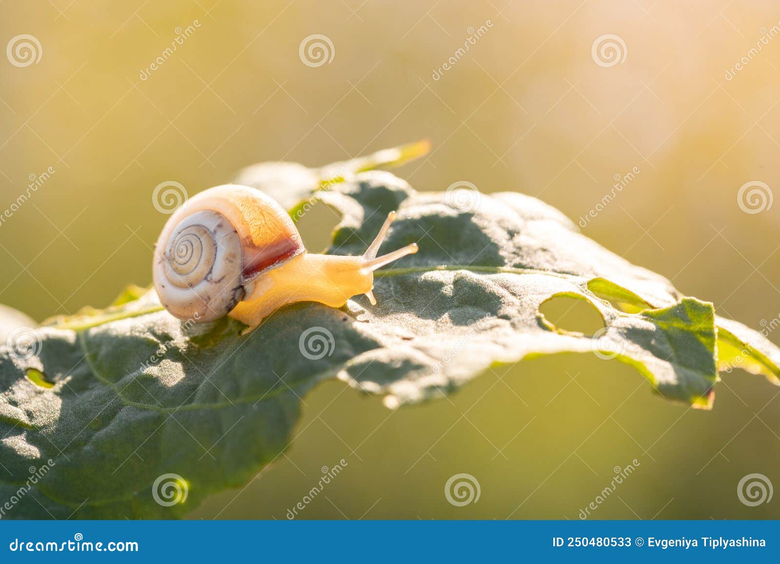 Small Bright Snail on a Leaf Stock Image - Image of autumn, macro ...
