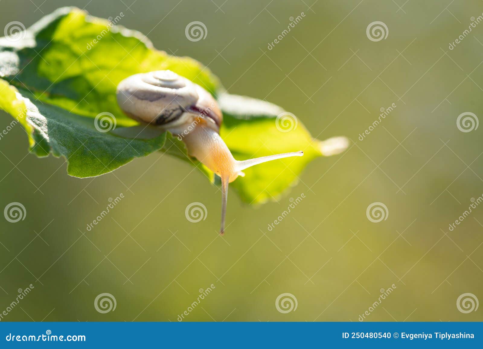 Small Bright Snail on a Leaf Stock Photo - Image of autumn, season ...