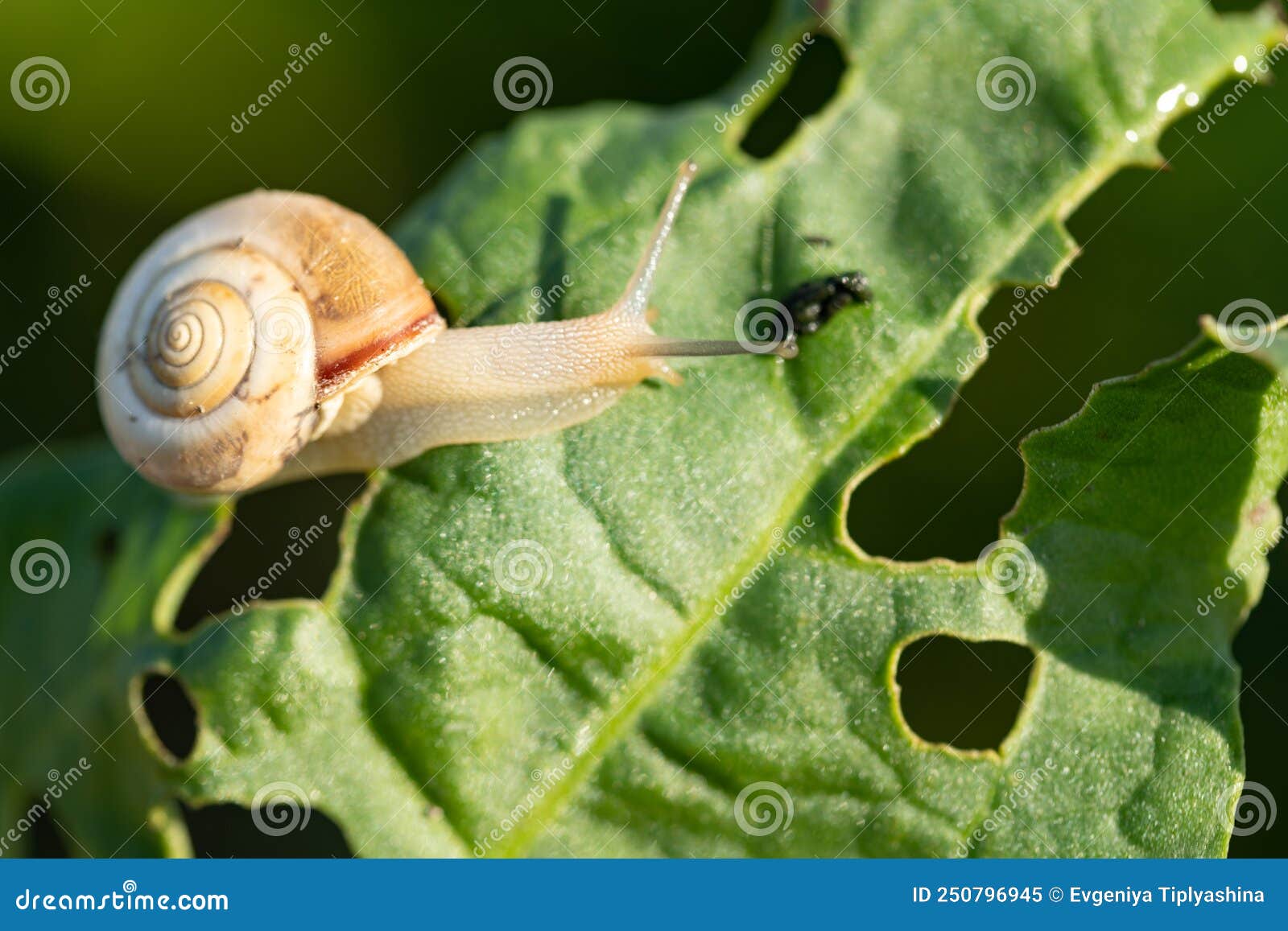 Small Bright Snail on a Leaf Stock Image - Image of water, brown: 250796945