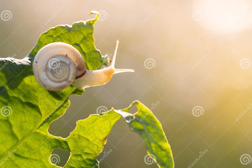 Small Bright Snail on a Leaf Stock Photo - Image of outdoor, background ...