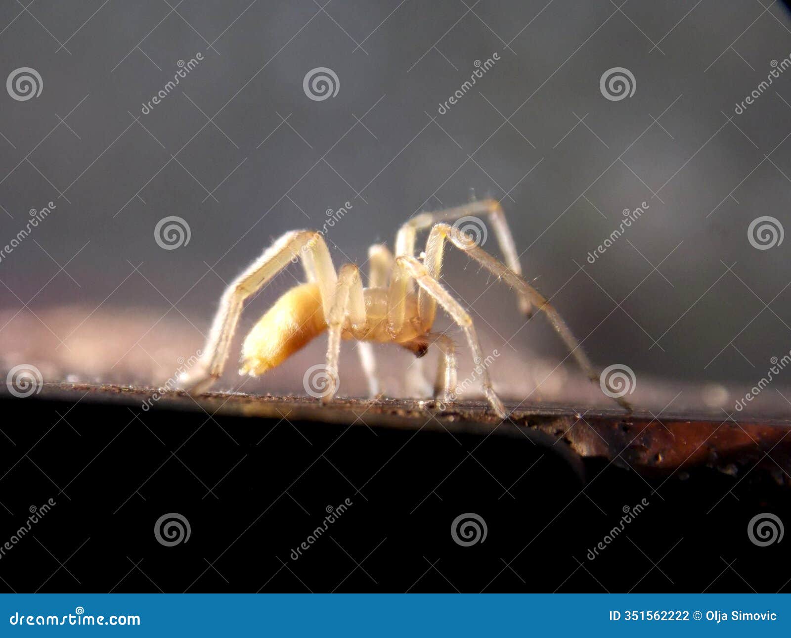 Small Bright Spider on a Metal Fence Stock Photo - Image of bright ...
