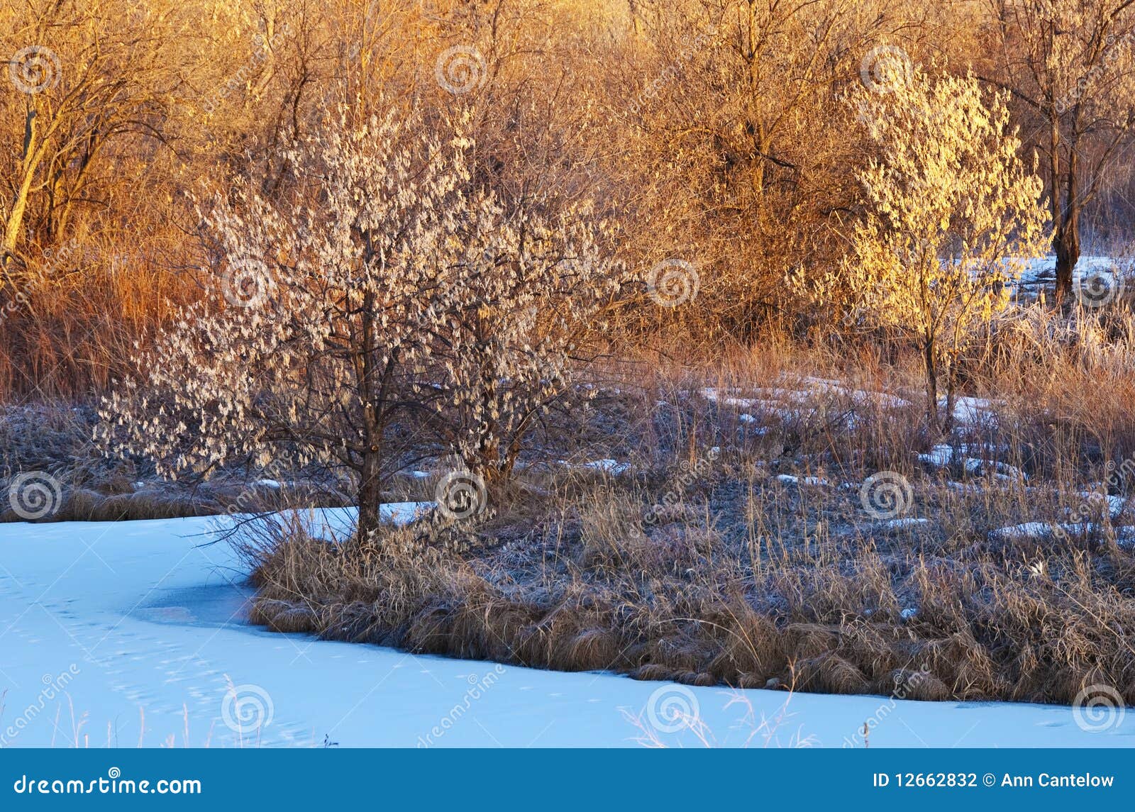 Small Bright Trees in Early Sunlight in Winter Stock Photo - Image of ...