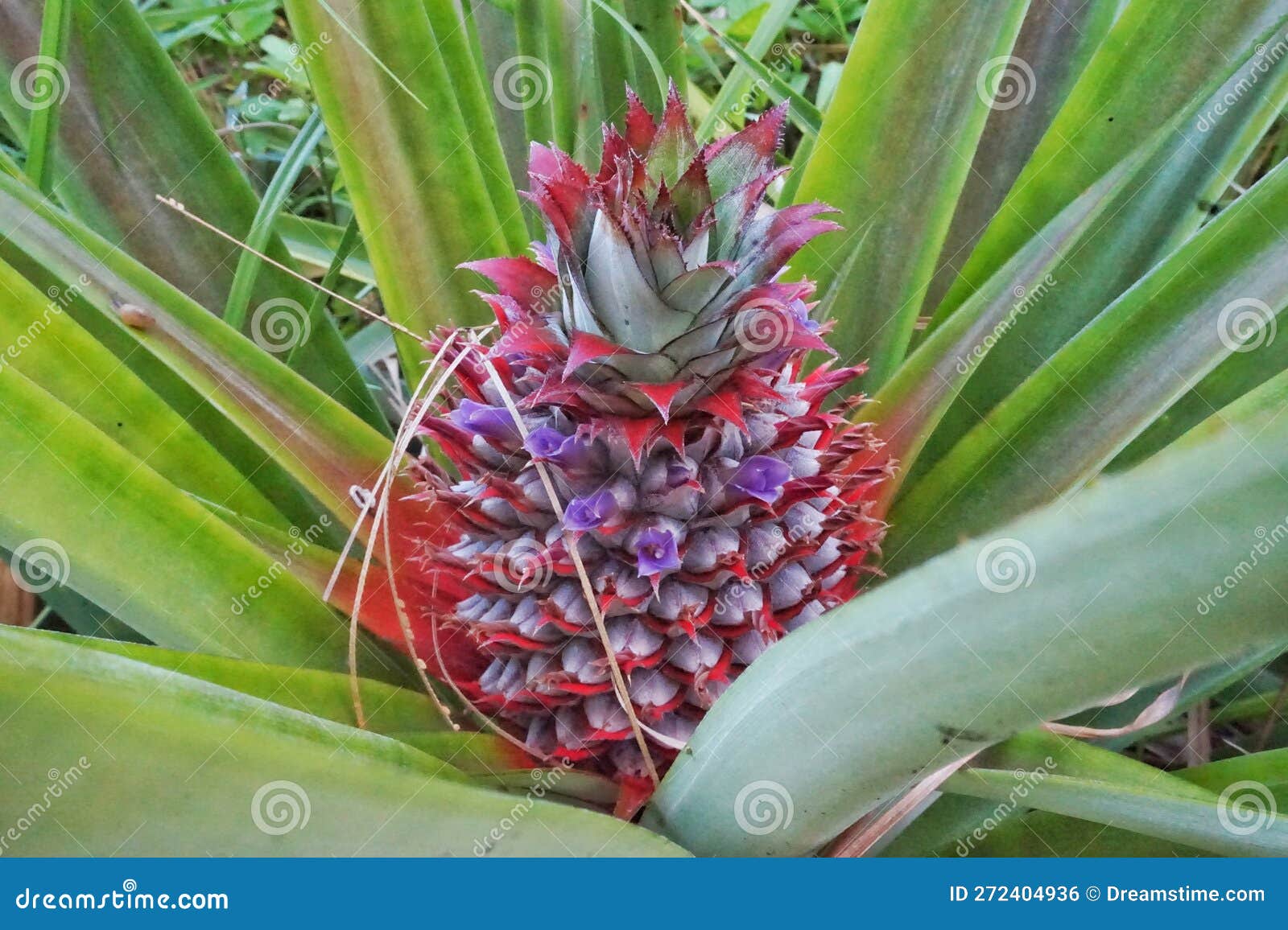 A Small, Brightly Colored Pineapple Still on the Tree Covered in Thorns ...