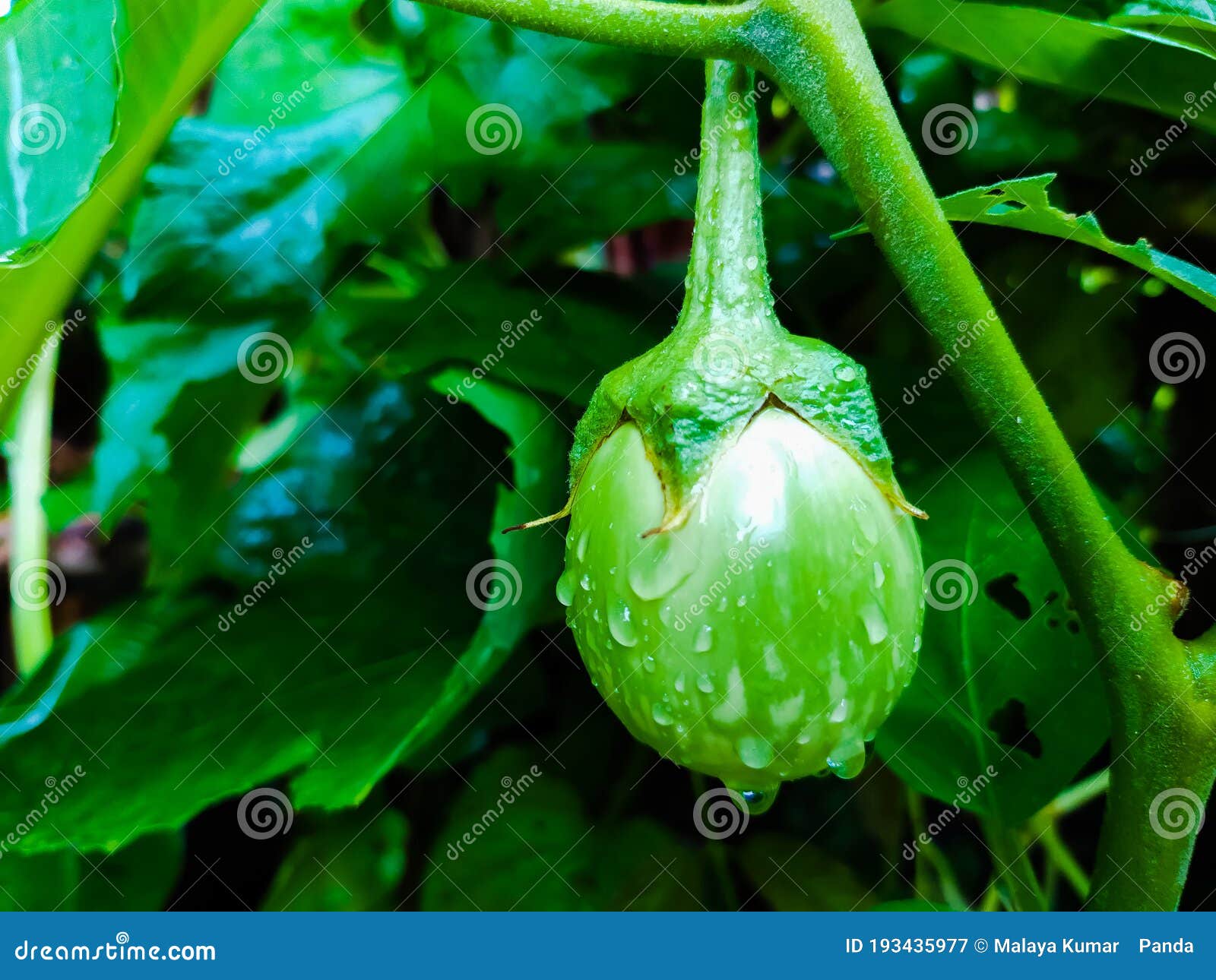 Small Brinjal in the Tree with Water Drops in Rainy Day Stock Image ...