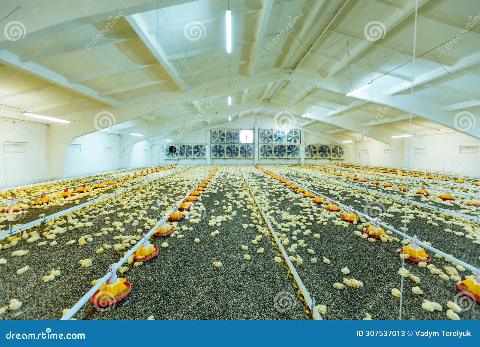 Small Broilers Chicken at the Modern Poultry Farm. Little Yellow Chicks ...