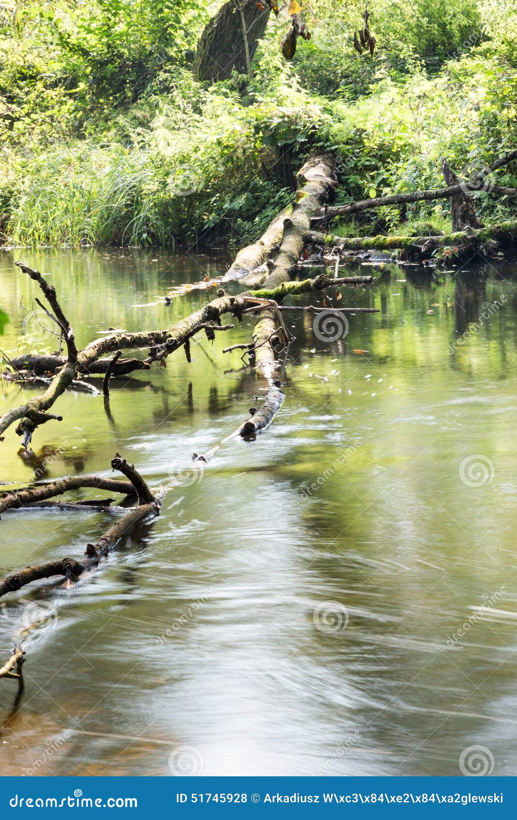 Small brok stock photo. Image of flux, branch, poland - 51745928