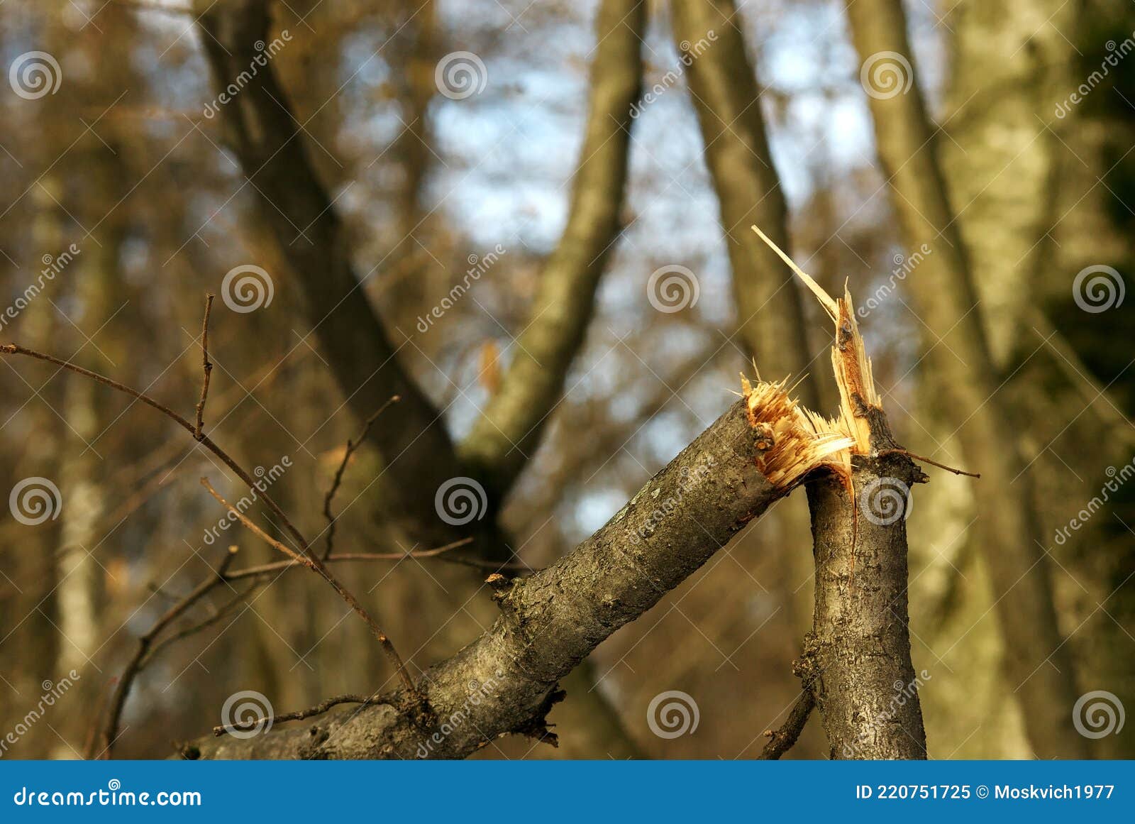 A Small Broken Branch on a Tree Stock Image - Image of birch, outdoor ...