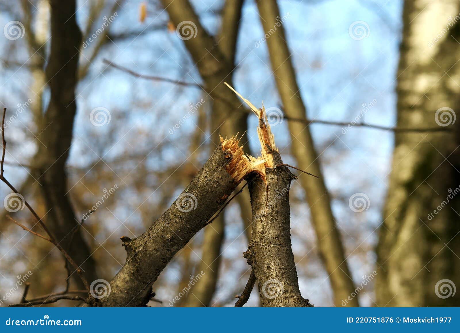 Broken Branch Of Spruce With A Protruding Stream Of Frozen Solid Resin ...