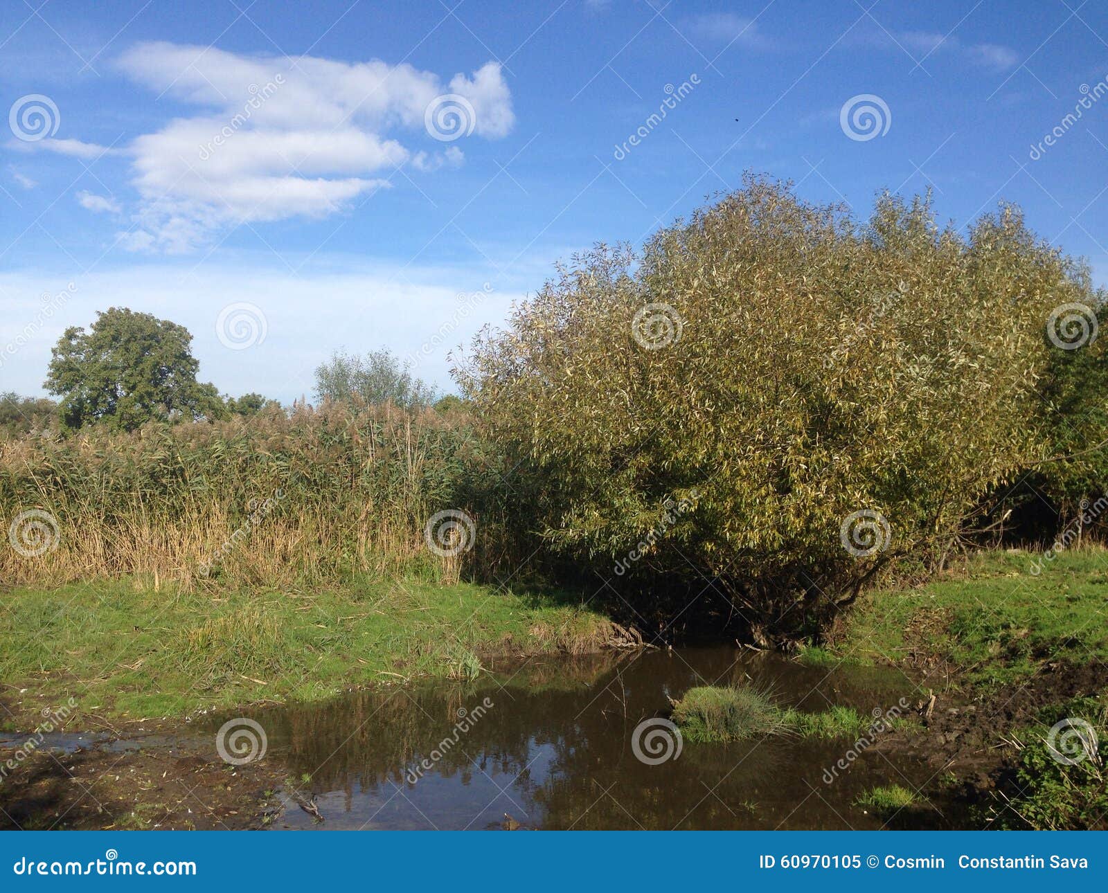 Small brook in autumn stock image. Image of brooklet - 60970105
