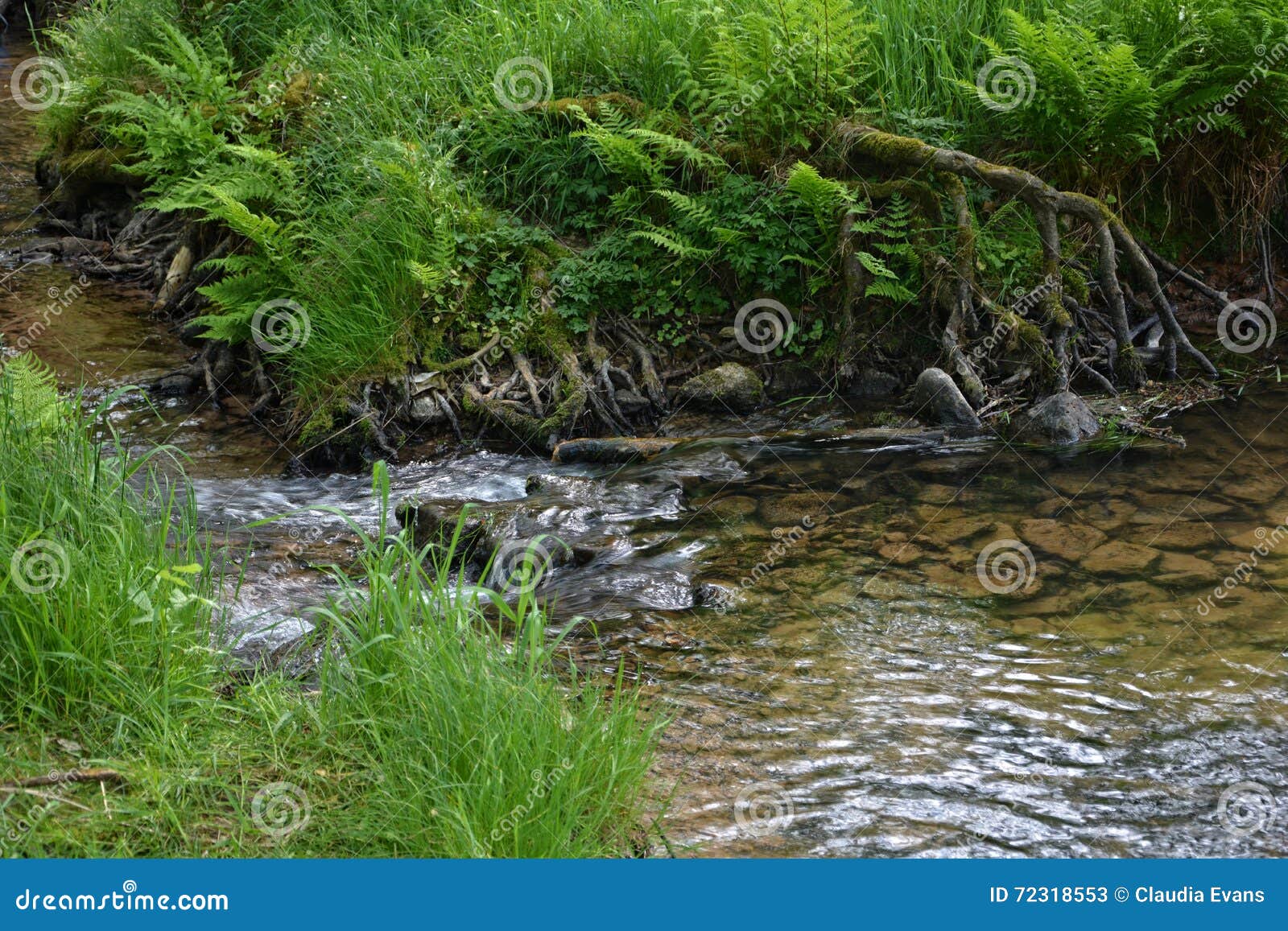 Small Brook in the Early Morning Stock Image - Image of river, plant ...
