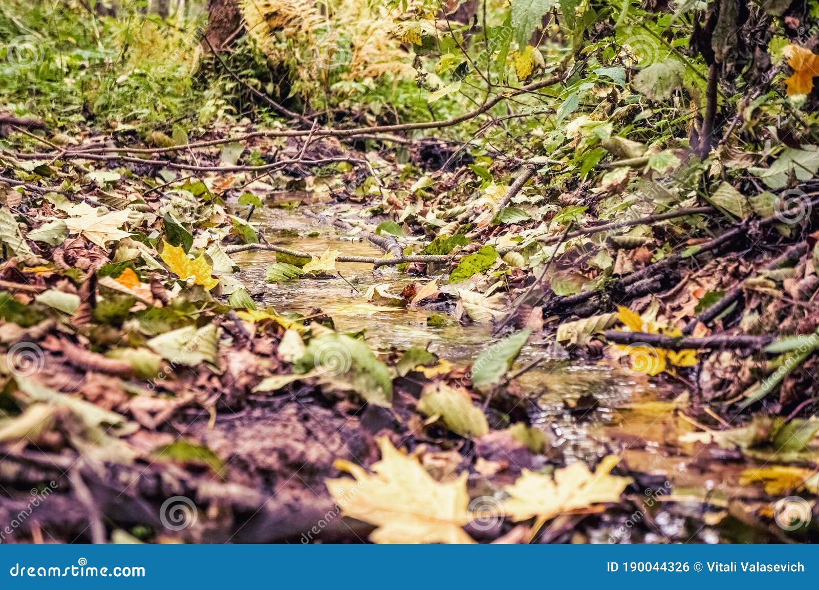 Small Brook among Fallen Autumn Leaves Stock Photo - Image of clear ...