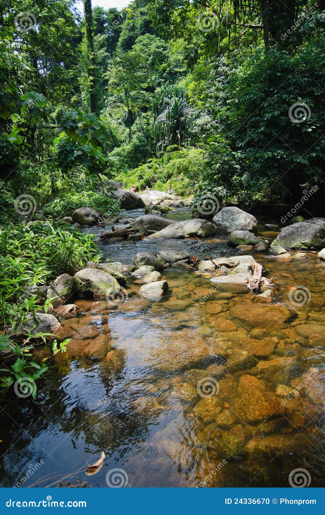 Small brook in a forest stock photo. Image of plant, beautiful - 24336670