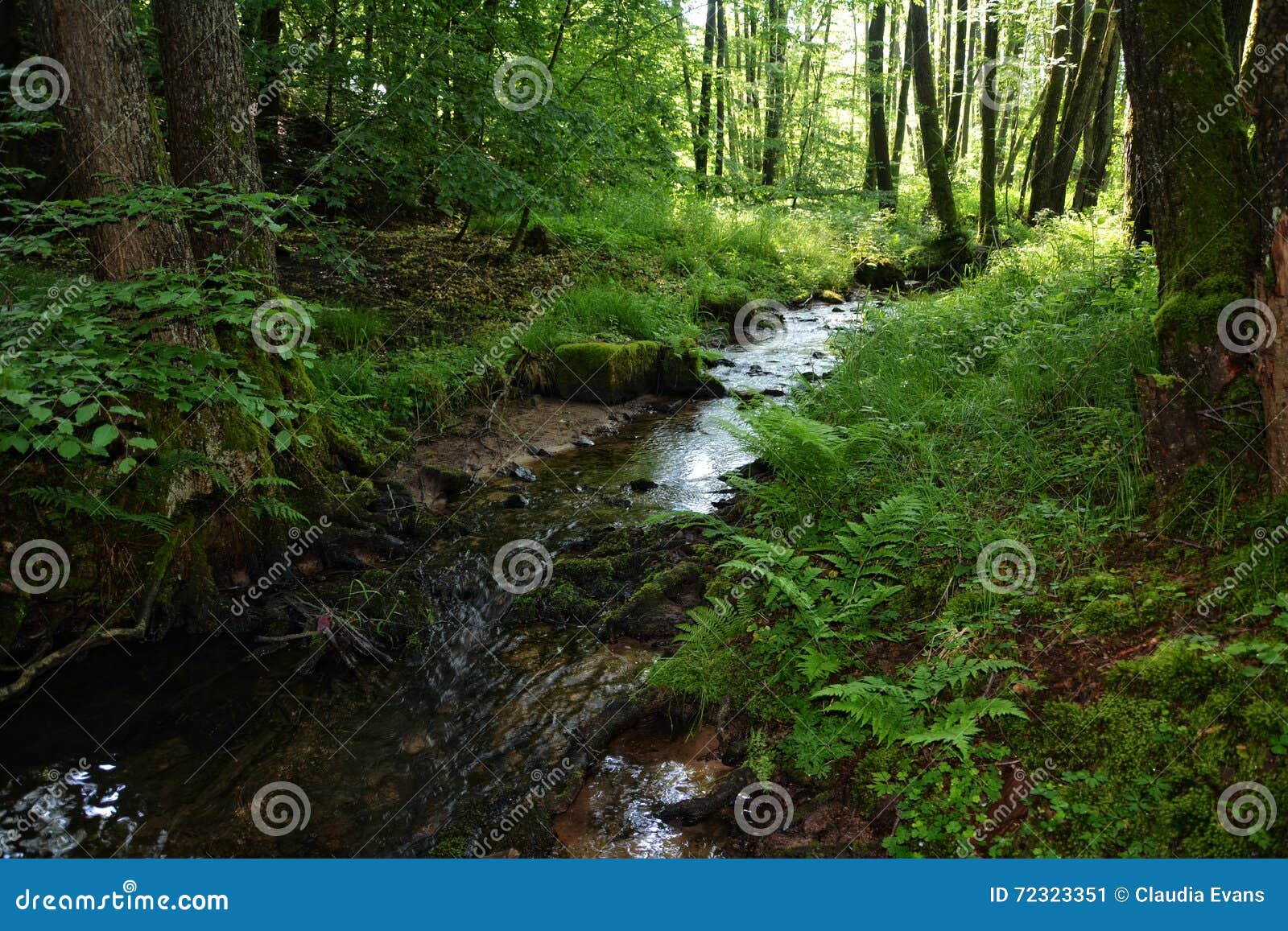 Small Brook in the Forest in the Early Morning Stock Image - Image of ...