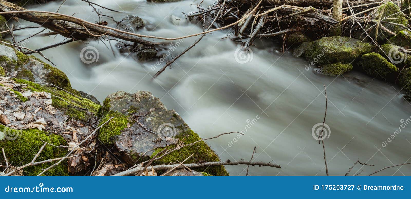 A Small Brook in the Middle of a Scandinavian Forest Stock Image ...