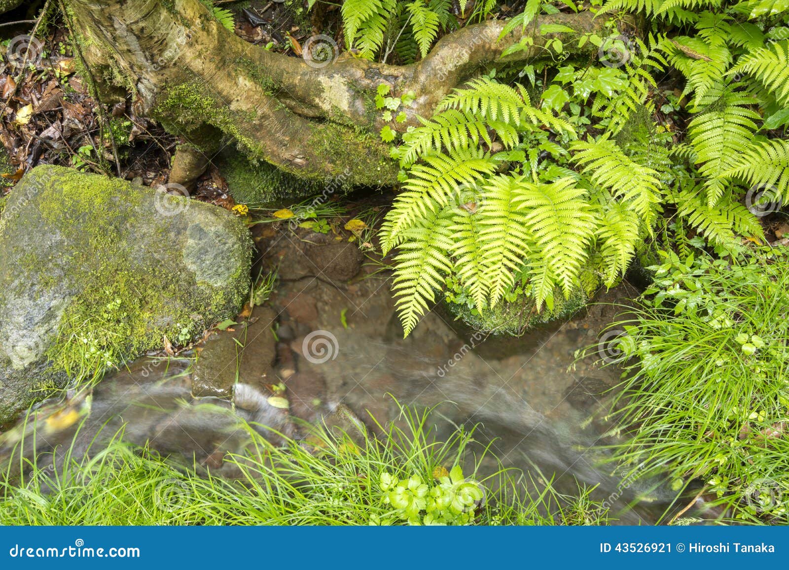 Small brook and plants stock image. Image of refreshing - 43526921