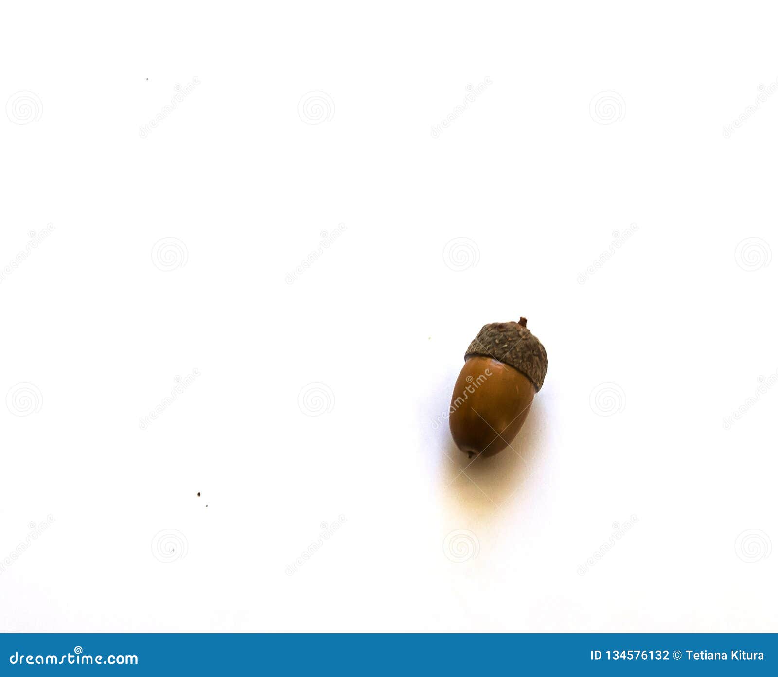 Brown Acorn Isolated on a White Background Stock Photo - Image of ...